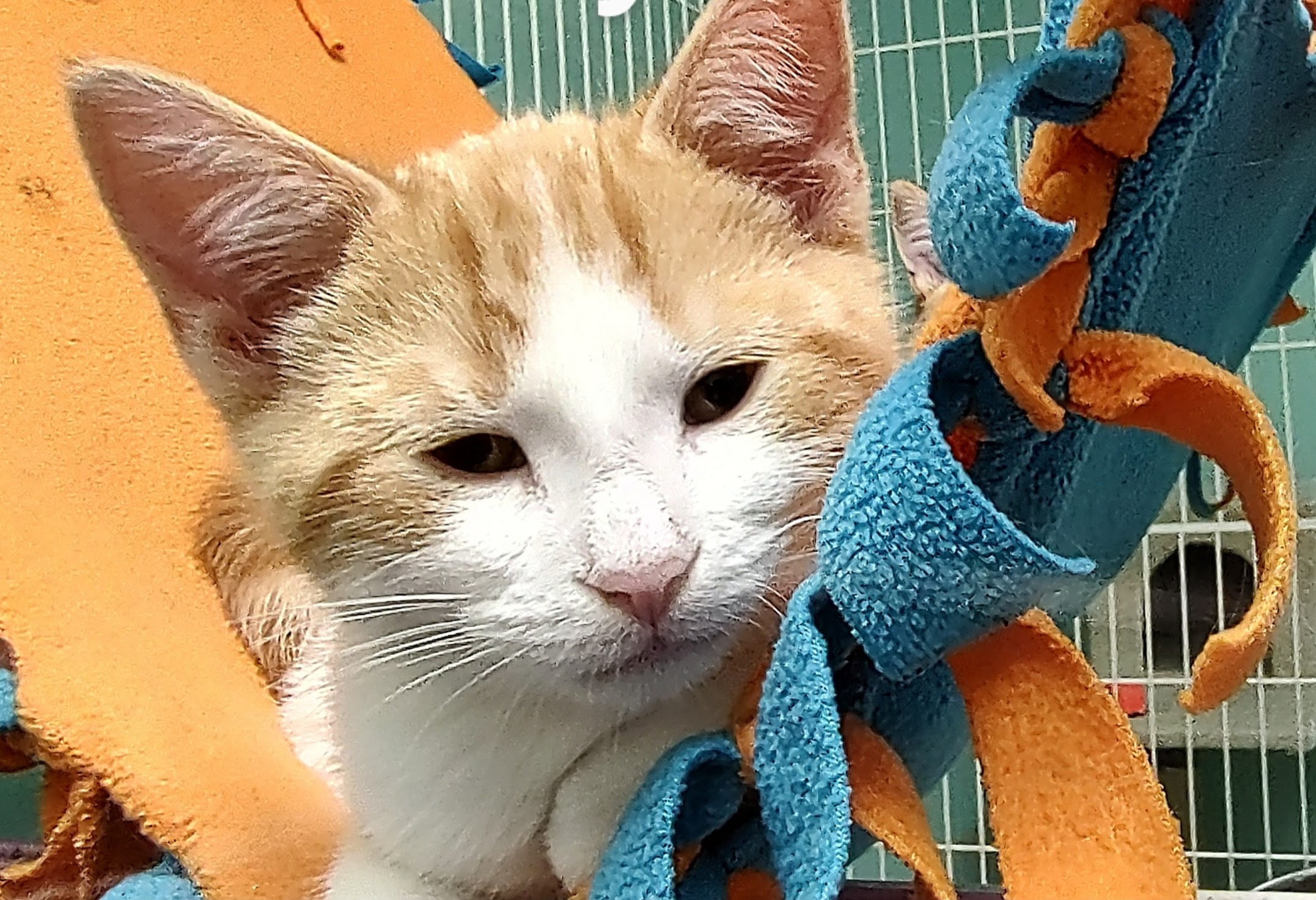 Mikey Is WSCR Cat Of The Week | News, Sports, Jobs - Post Journal